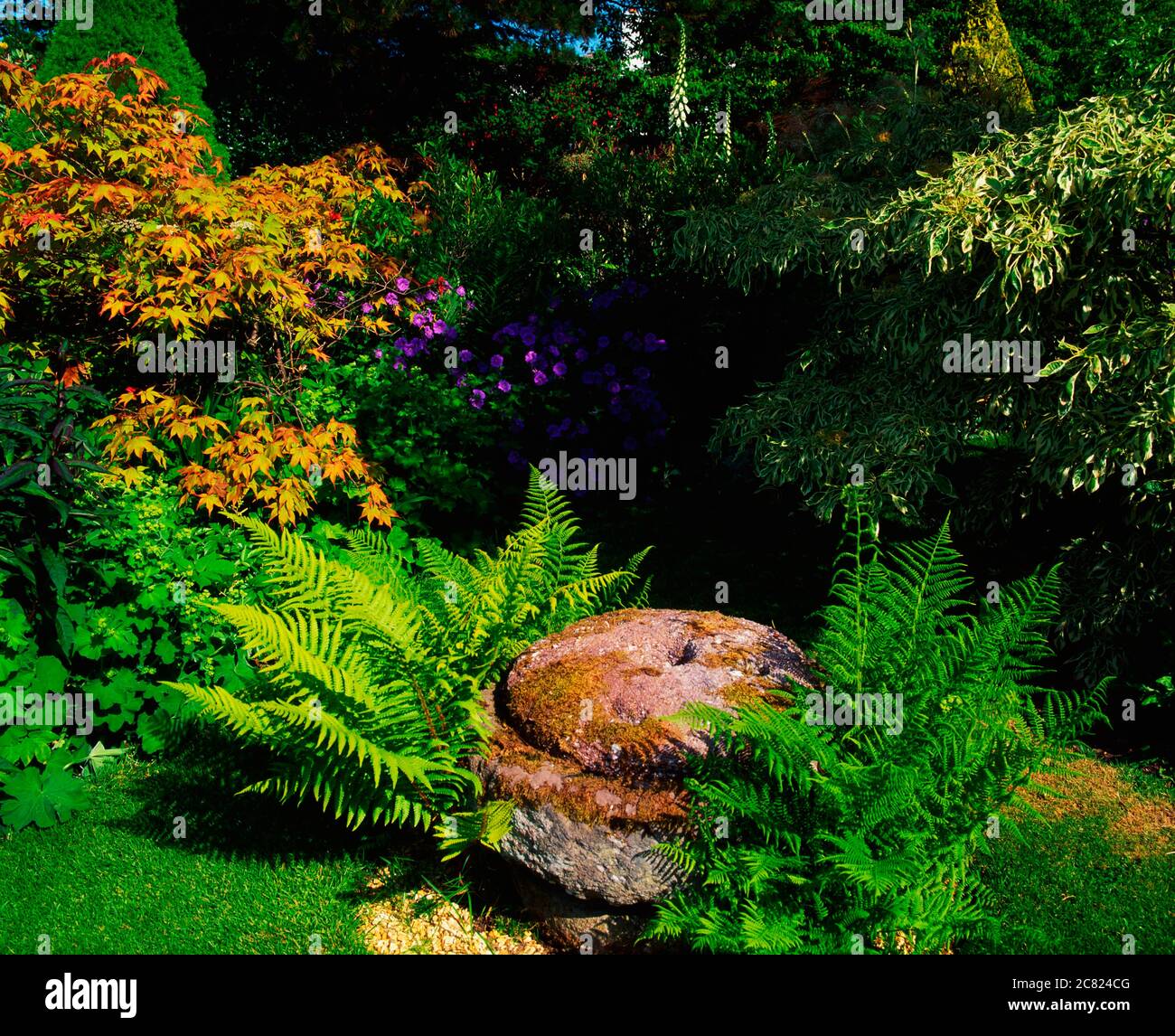 Hethersett, Co Wexford, Ireland; Mixed Planting Near Boulder Covered In ...