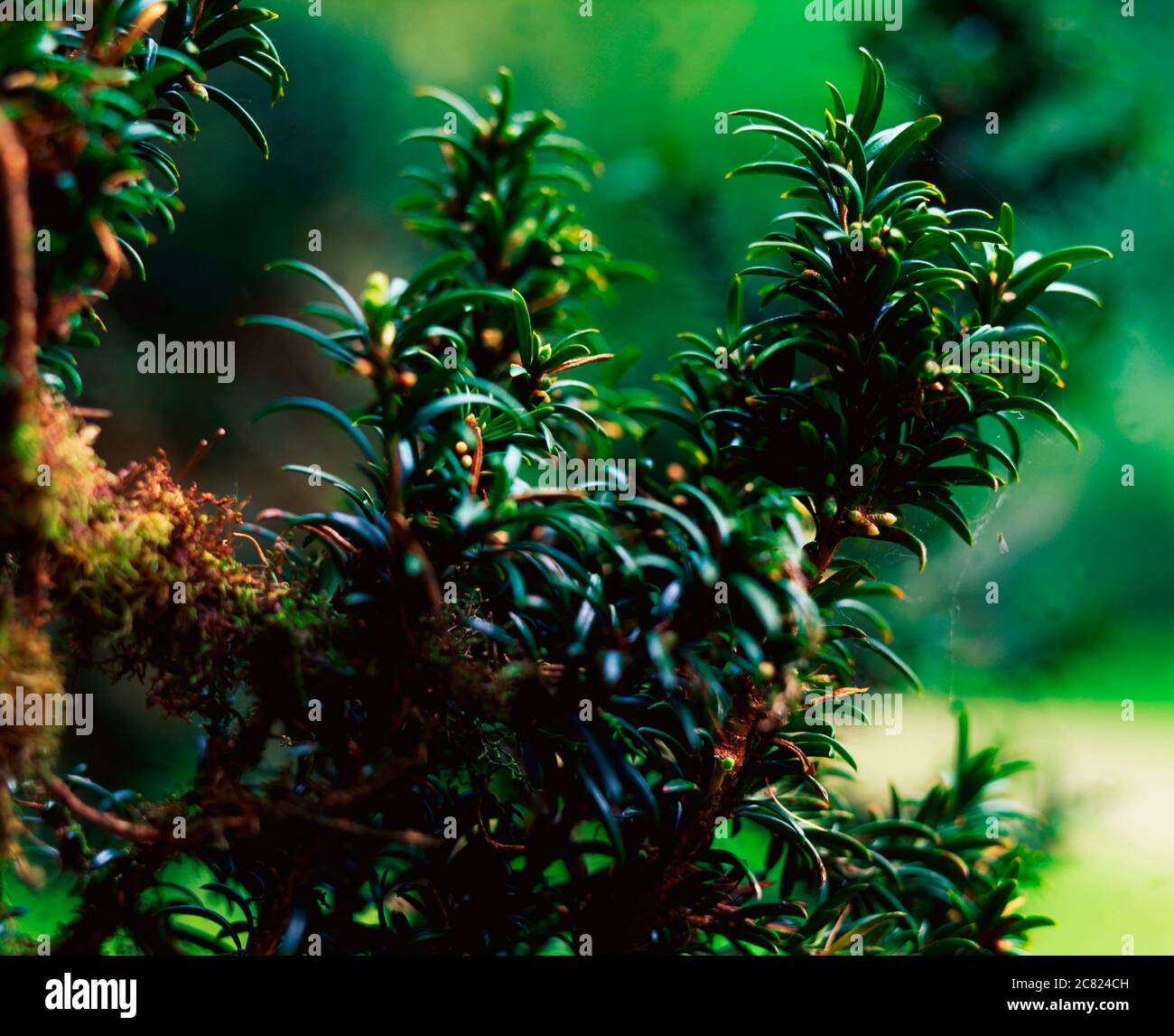 Taxus Bacata (Fastigiata Stock Photo - Alamy