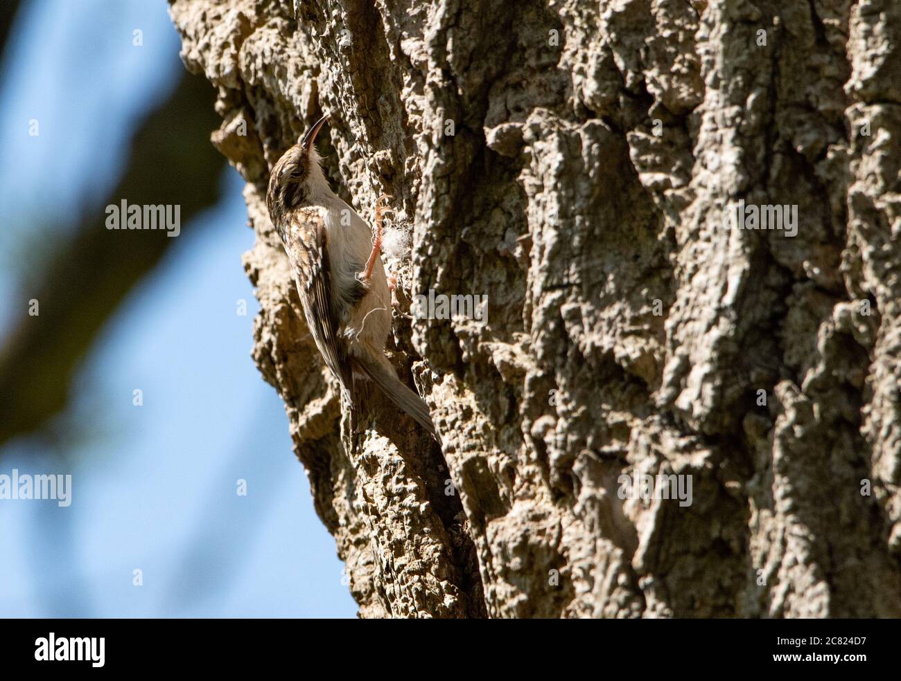 Treecreeper tree hi-res stock photography and images - Alamy