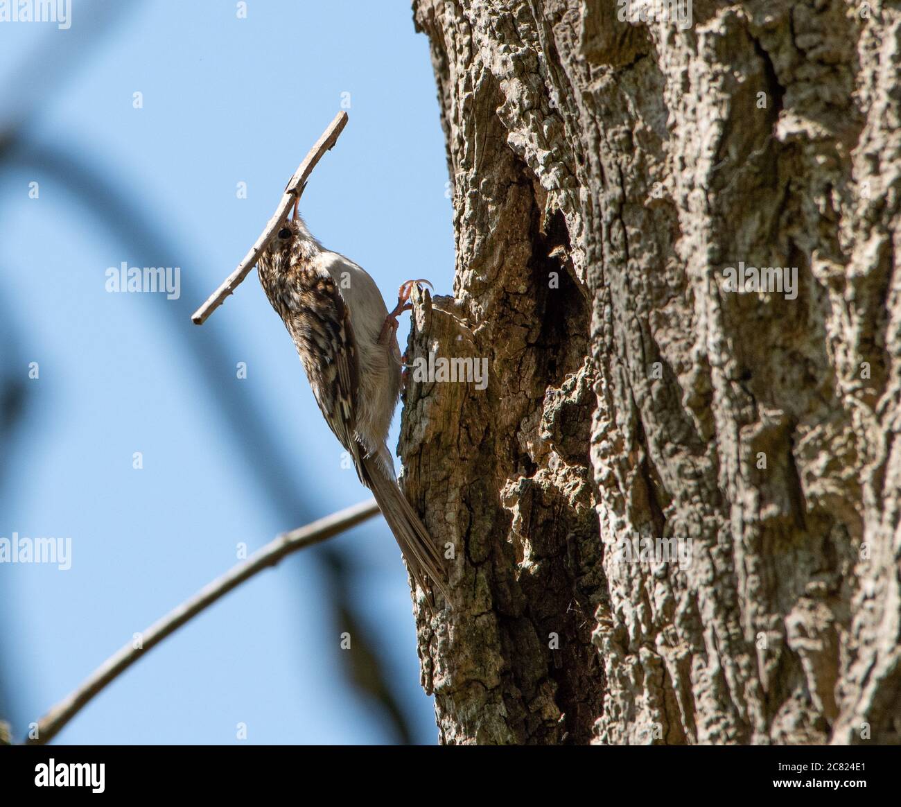 Building a bird nest in a tree hi-res stock photography and images - Alamy
