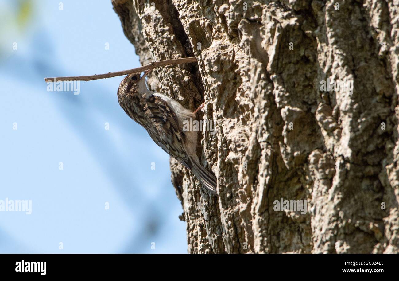 Building a bird nest in a tree hi-res stock photography and images - Alamy