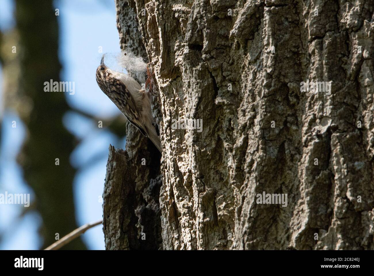 A treecreeper building a nest in a tree trunk, Chipping, Preston ...
