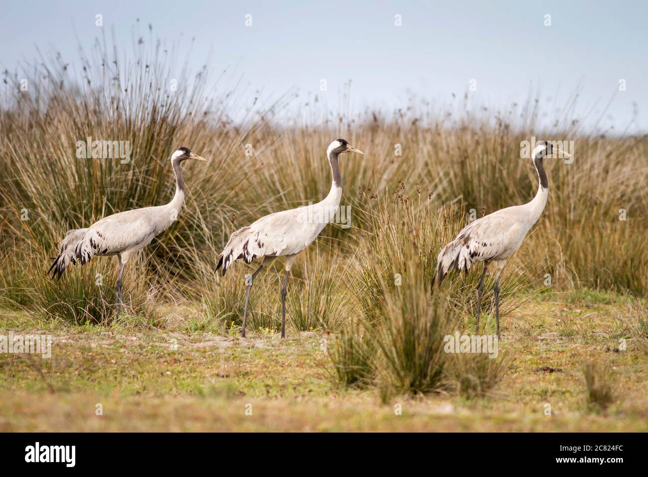 Crane. Nature habitat background. Bird: Common Crane. Grus grus Stock ...