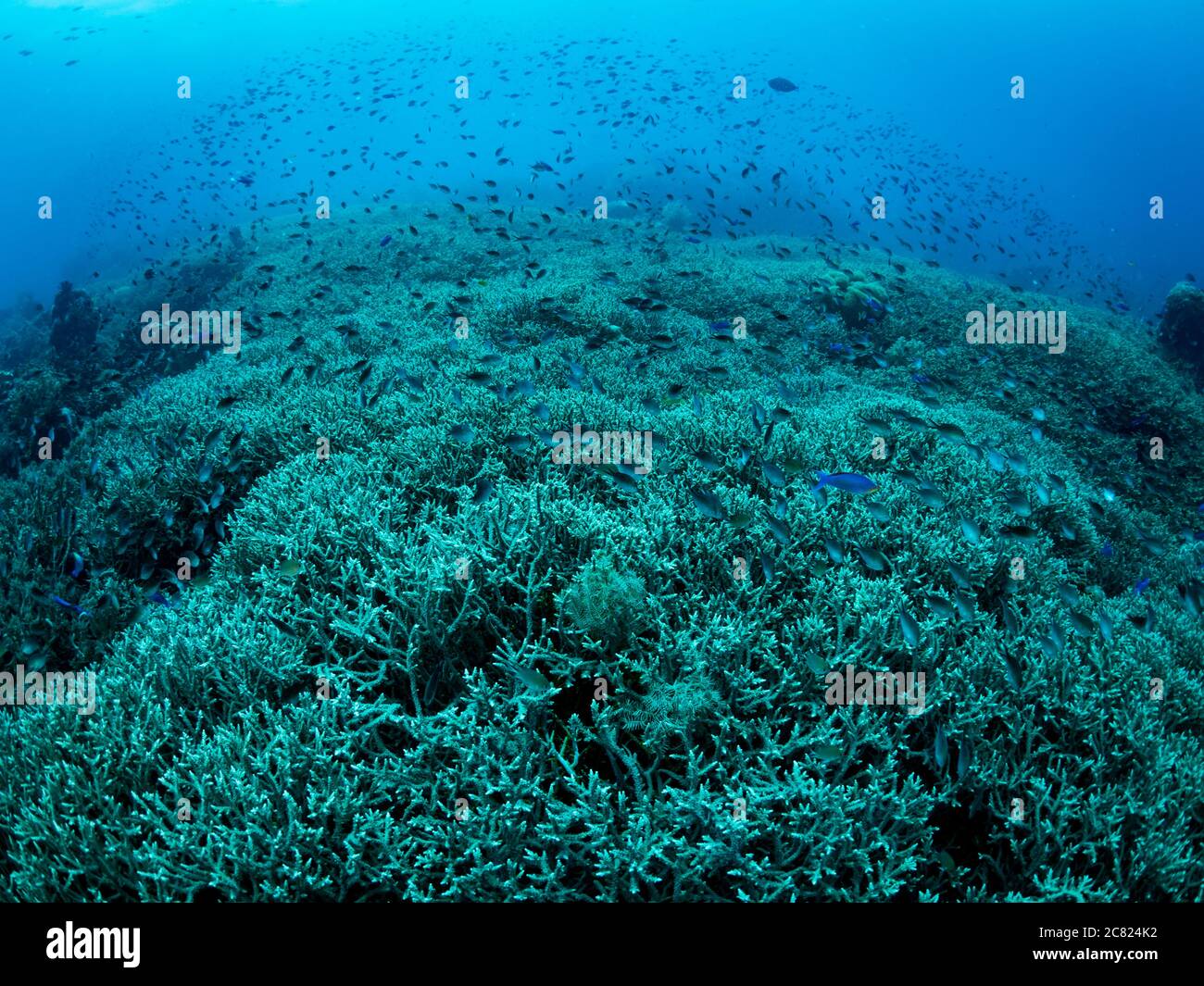 Colorful coral reef, underwater photo, Philippines Stock Photo - Alamy