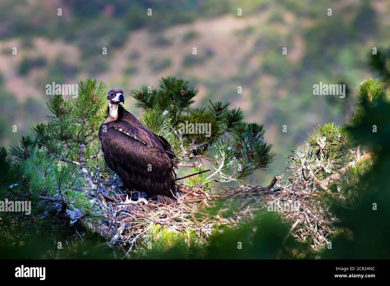 Vulture nest. Cinereous Vulture. Pine tree. Green forest background ...