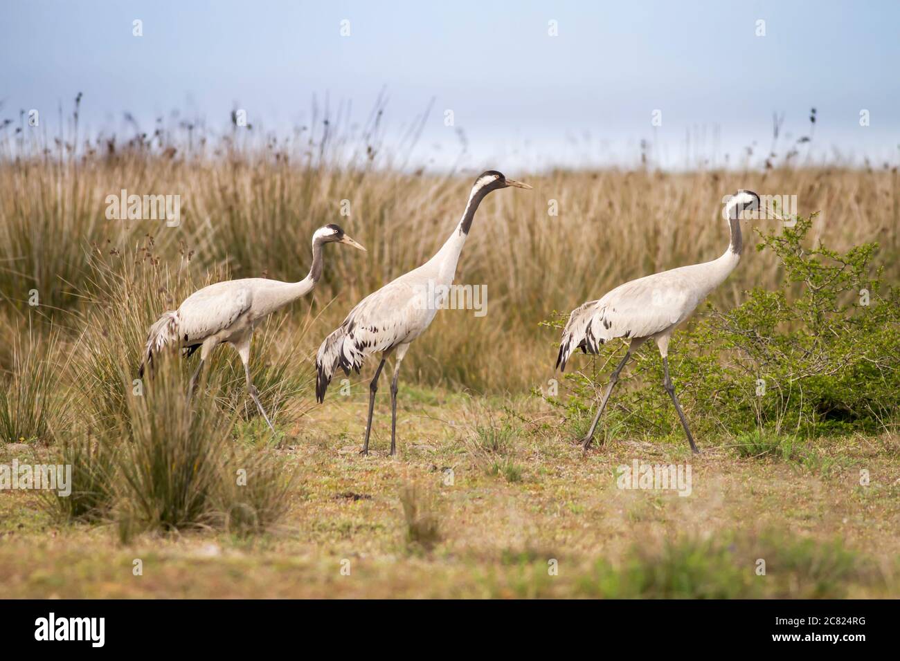 Crane. Nature habitat background. Bird: Common Crane. Grus grus Stock ...