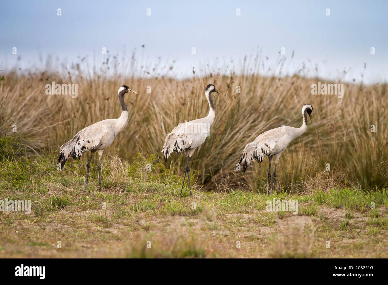 Crane. Nature habitat background. Bird: Common Crane. Grus grus Stock ...