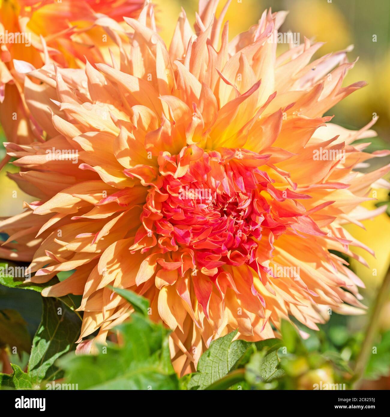 Orange blooming dahlias hi-res stock photography and images - Alamy