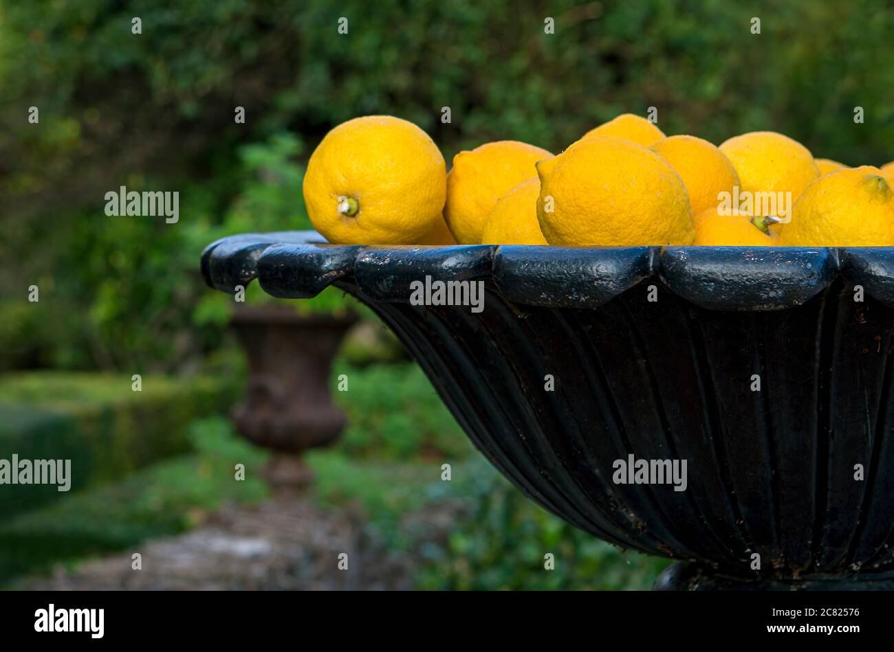 Iron planter in the garden full of lemons Stock Photo - Alamy