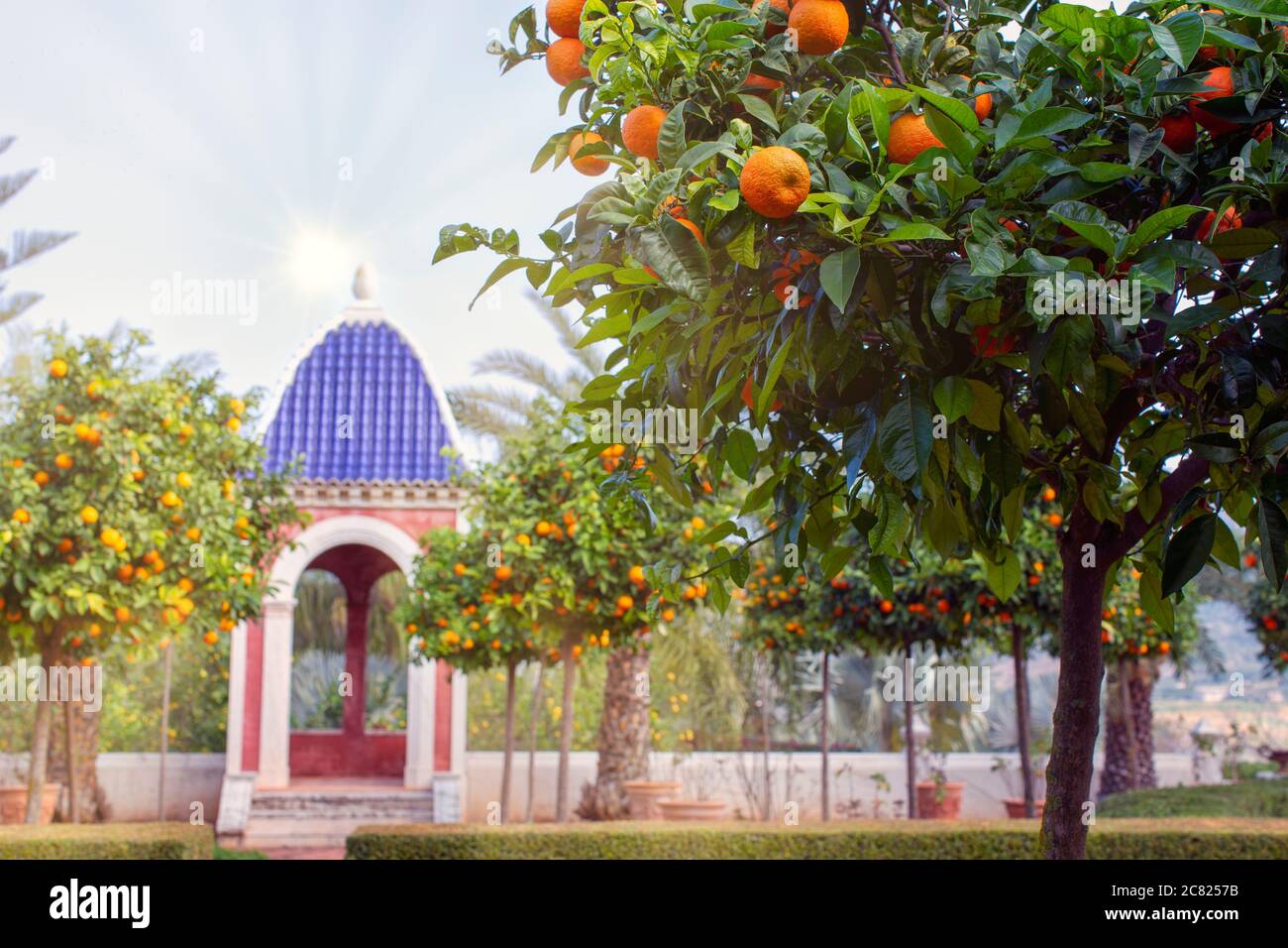Valencia orange trees hi-res stock photography and images - Alamy