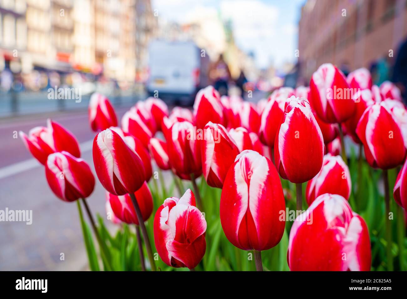 Beauty of darwin tulips hi-res stock photography and images - Alamy