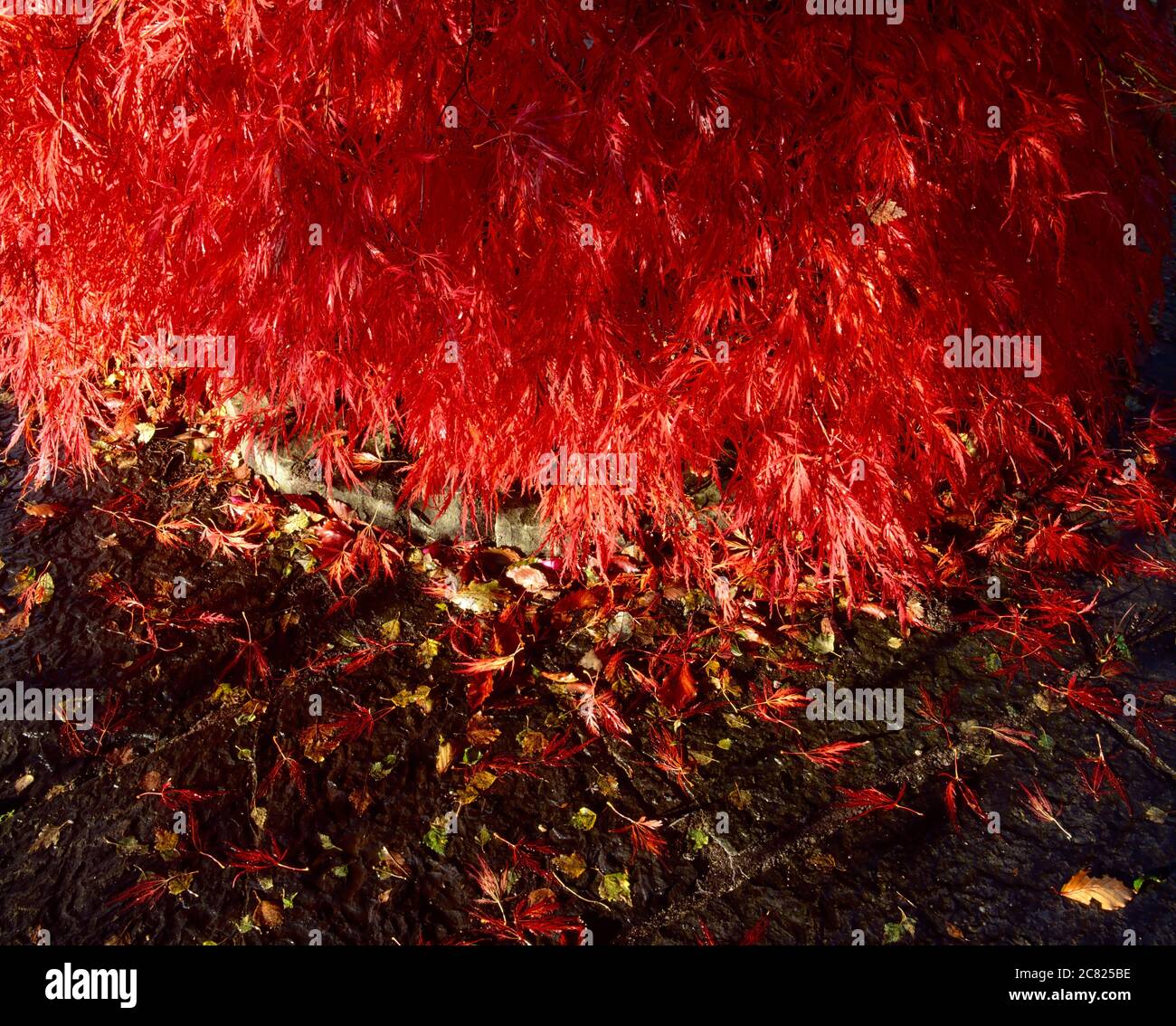 Glanmire, Co Cork, Ireland, Lakemount Gardens, Japanese Maple In Autumn ...