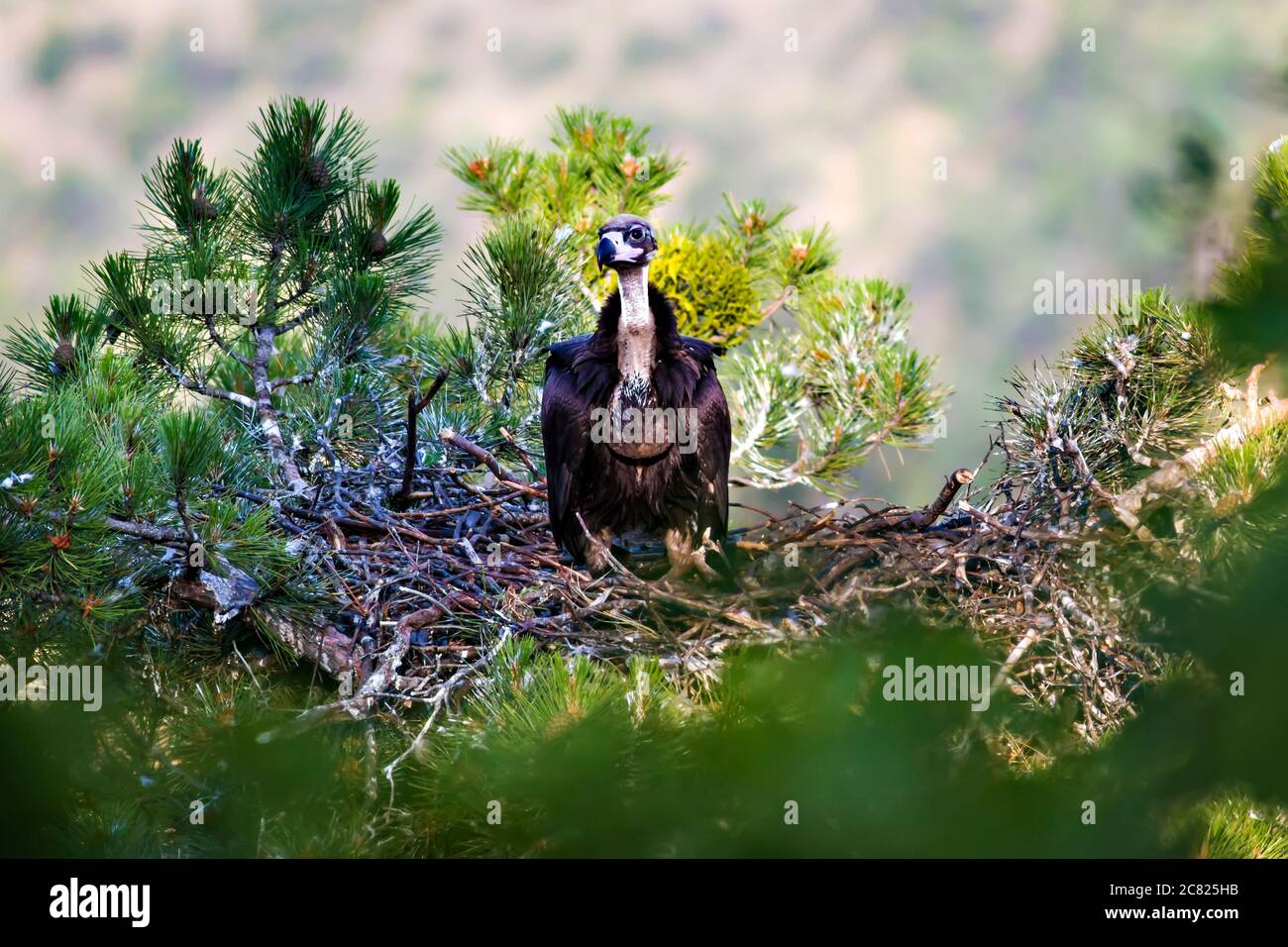 Vulture nest. Cinereous Vulture. Pine tree. Green forest background ...