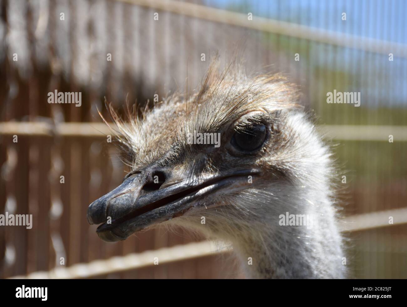 Fantastic profile of an ostrich with feathers sticking out Stock Photo ...