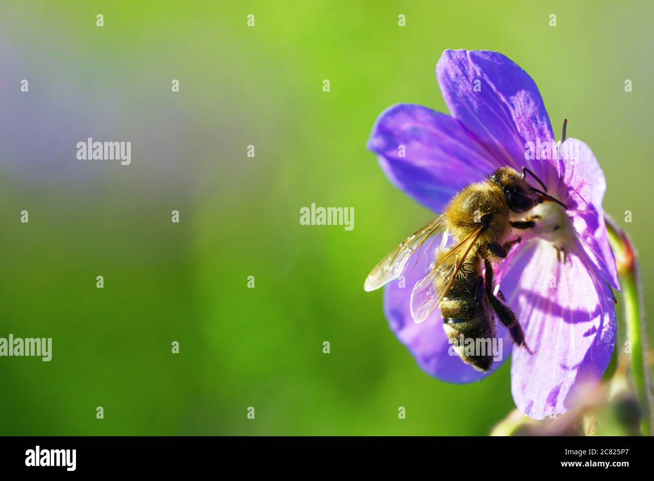 Collecting honey wild hi-res stock photography and images - Alamy