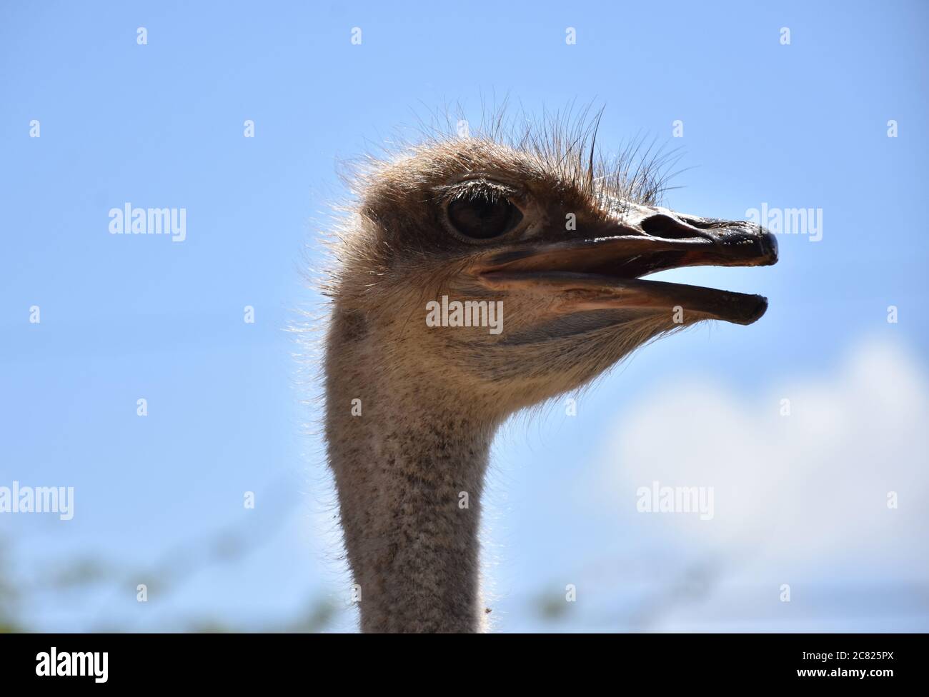 Ostrich bird ugly silly hi-res stock photography and images - Alamy