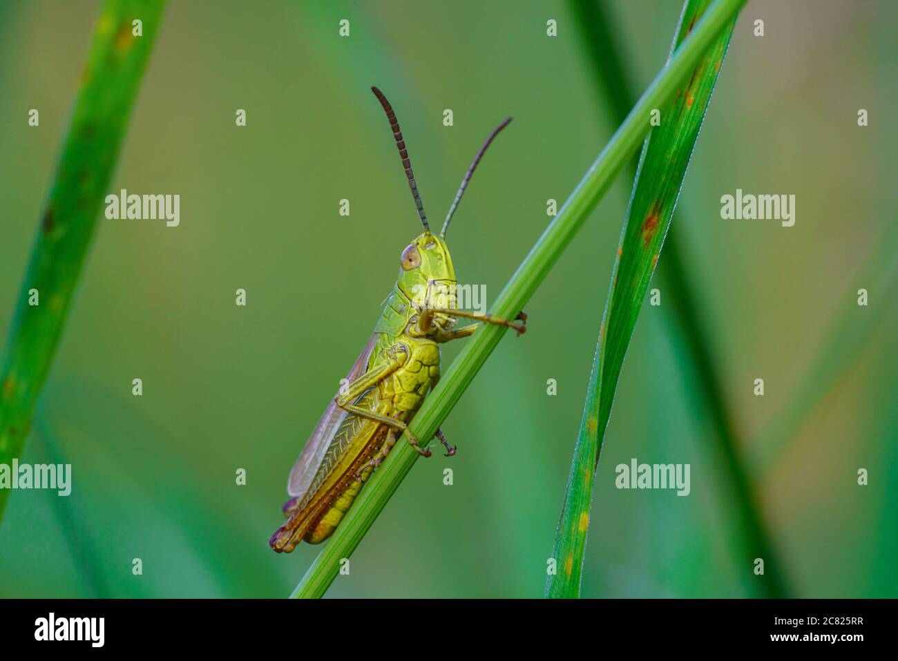 Grasshopper up close hi-res stock photography and images - Alamy