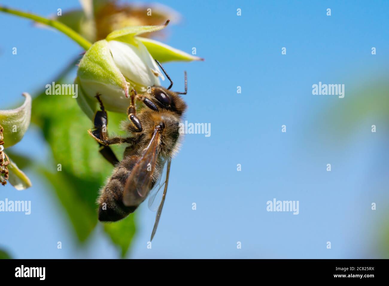 Honey bee collecting pollen from flowers Stock Photo - Alamy