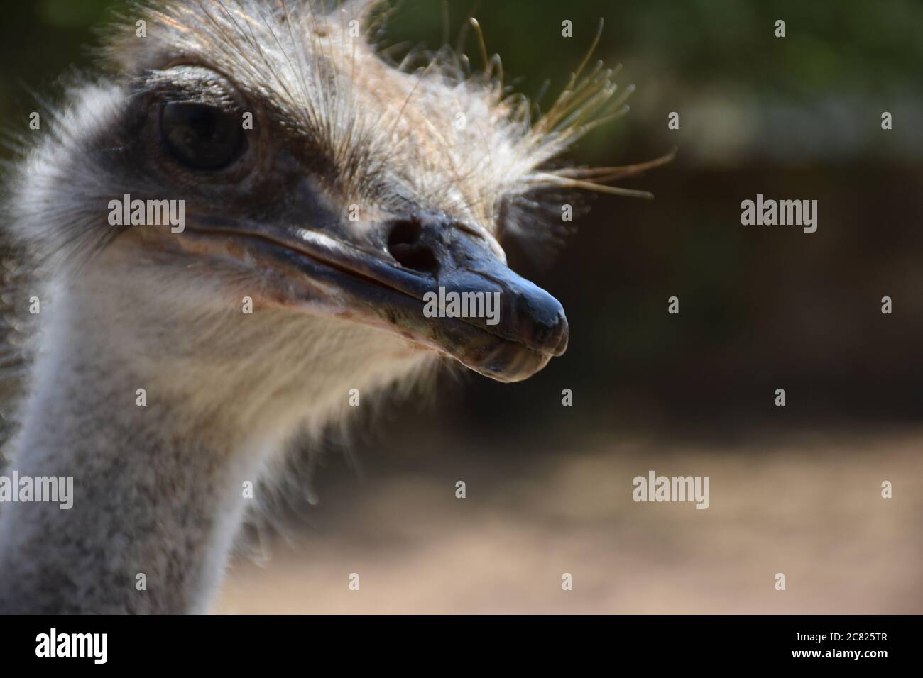 Fantastic close up look into the face of an ostrich Stock Photo - Alamy