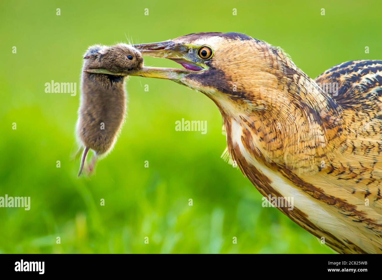 Bittern and its hunt. Green nature background. Bird: Eurasian Bittern ...