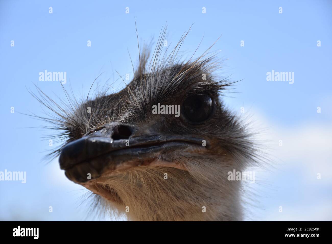 Close up look into the eyes of a large ostrich Stock Photo - Alamy