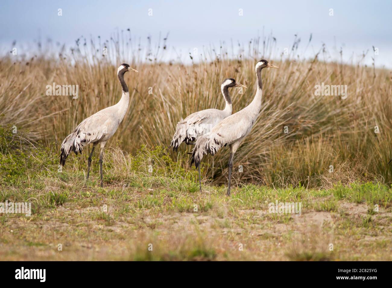 Crane. Nature habitat background. Bird: Common Crane. Grus grus Stock ...