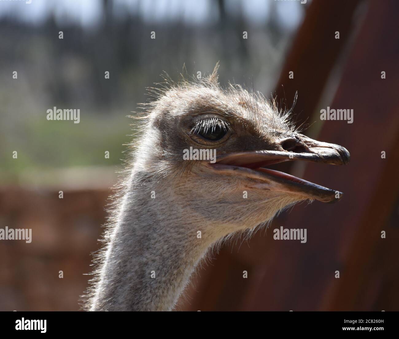Up close look at a side profile of an ostrich Stock Photo - Alamy