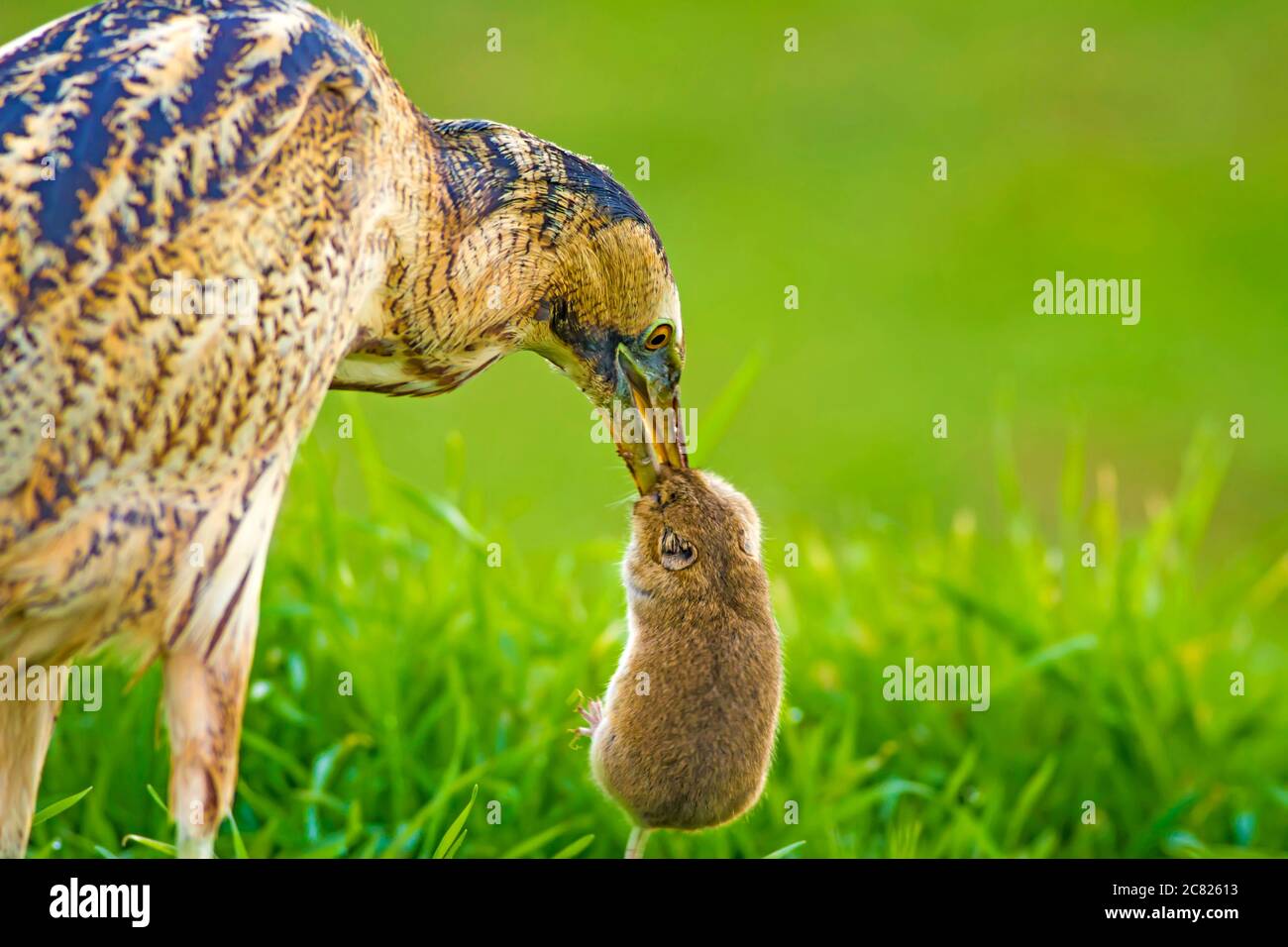 Bittern and its hunt. Green nature background. Bird: Eurasian Bittern ...