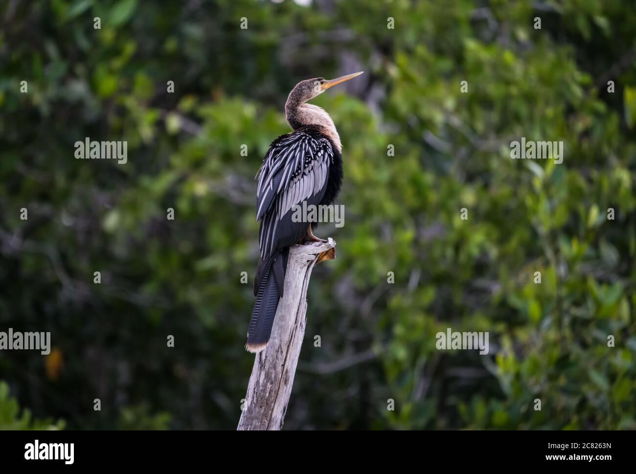 A female Anhinga, Anhinga anhinga, perched on a stump in the Ria ...