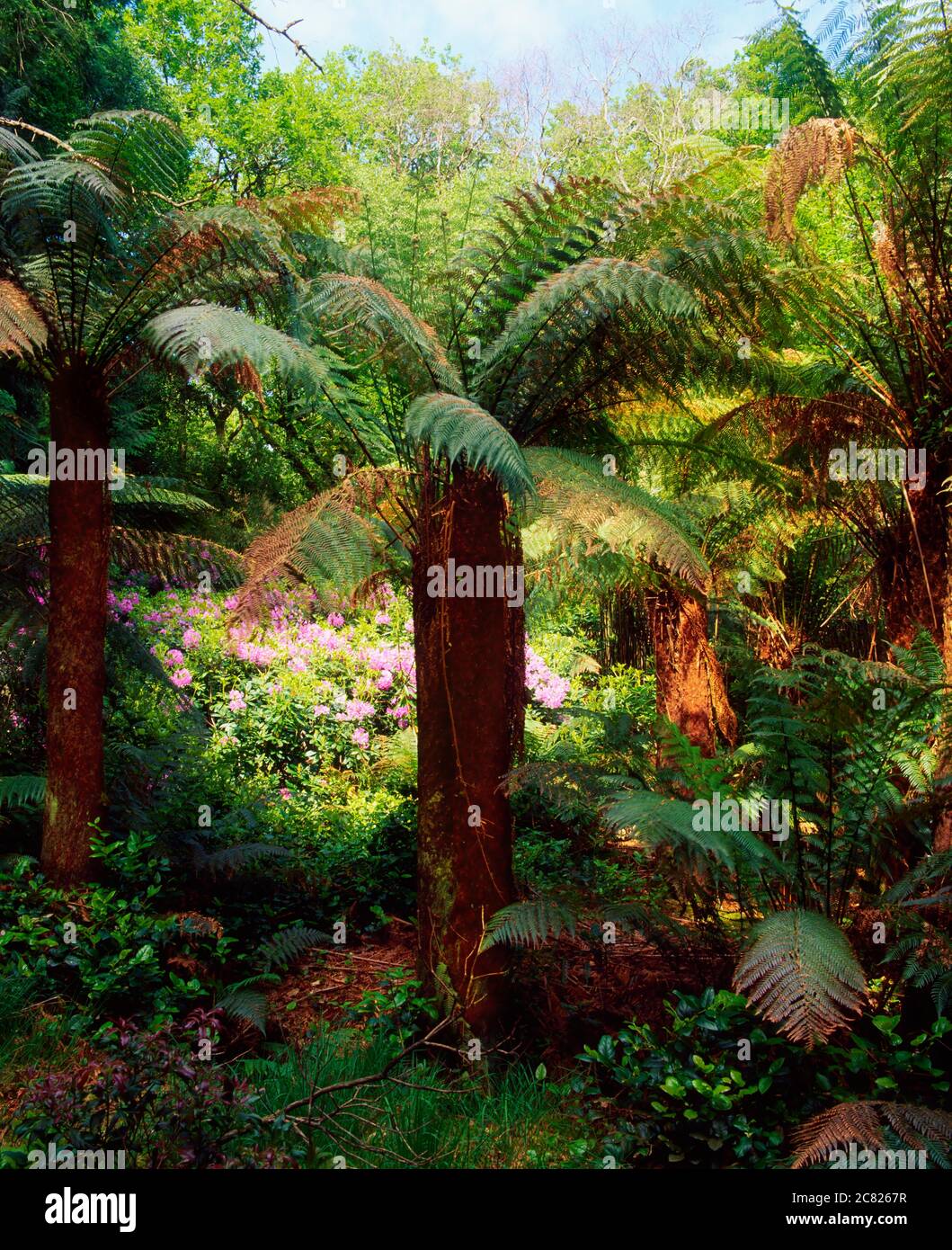 Derreen Gardens, Co Kerry, Ireland; Tree Fern (Dicksonia Antarctica ...