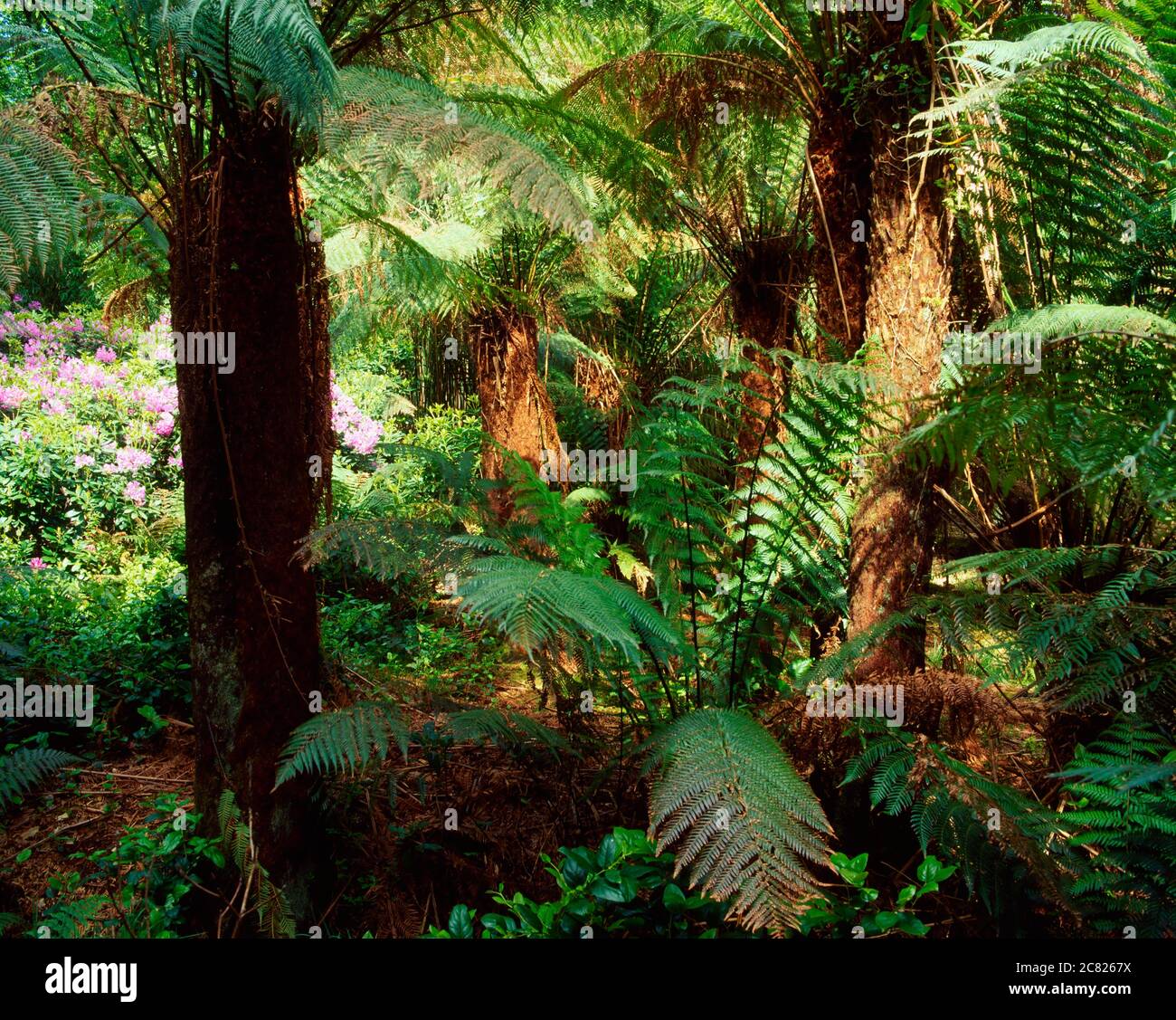 Derreen Gardens, Co Kerry, Ireland; Tree Fern (Dicksonia Antarctica ...