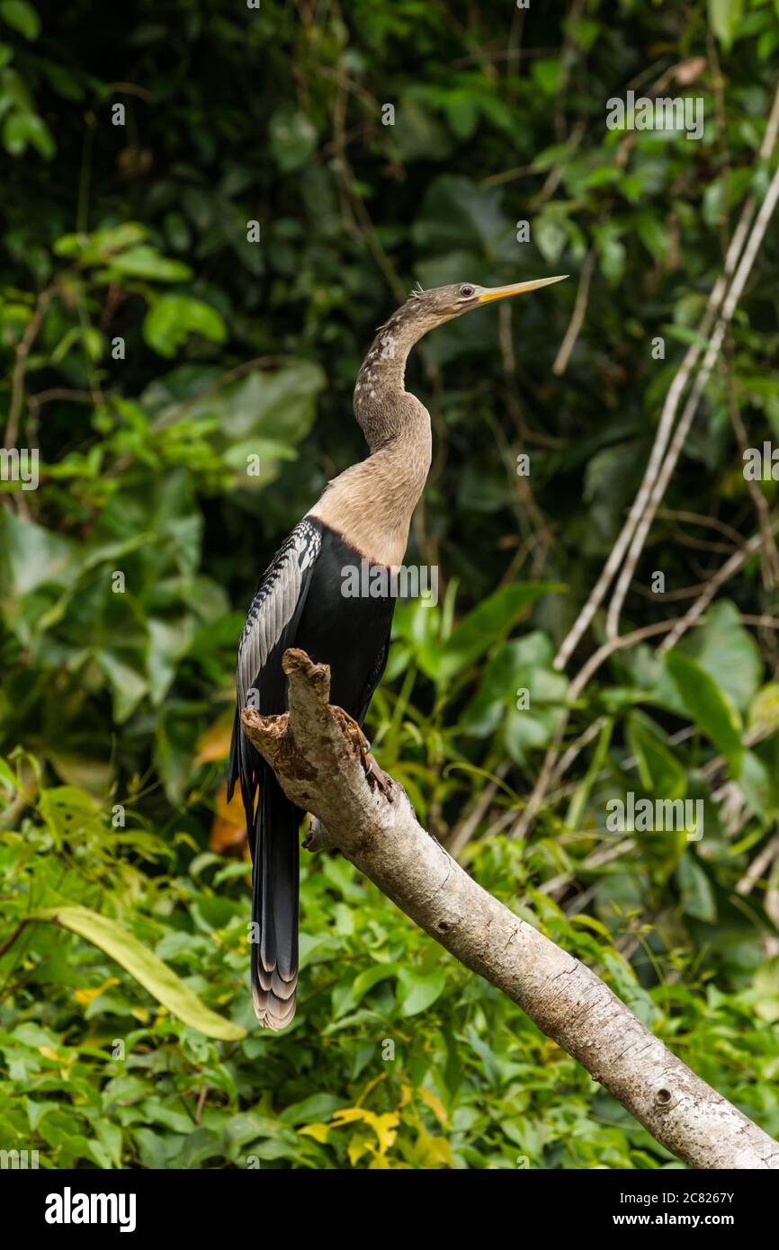 A female Anhinga, Anhinga anhinga, perched on a limb by a river in ...
