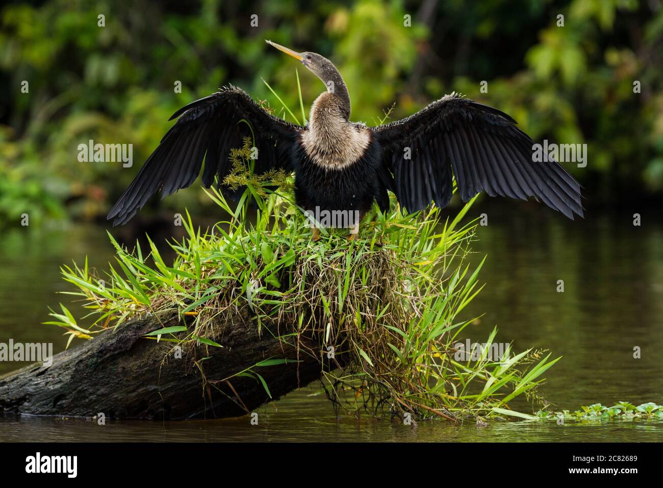 A female Anhinga, Anhinga anhinga, perches on a stump in a river and ...