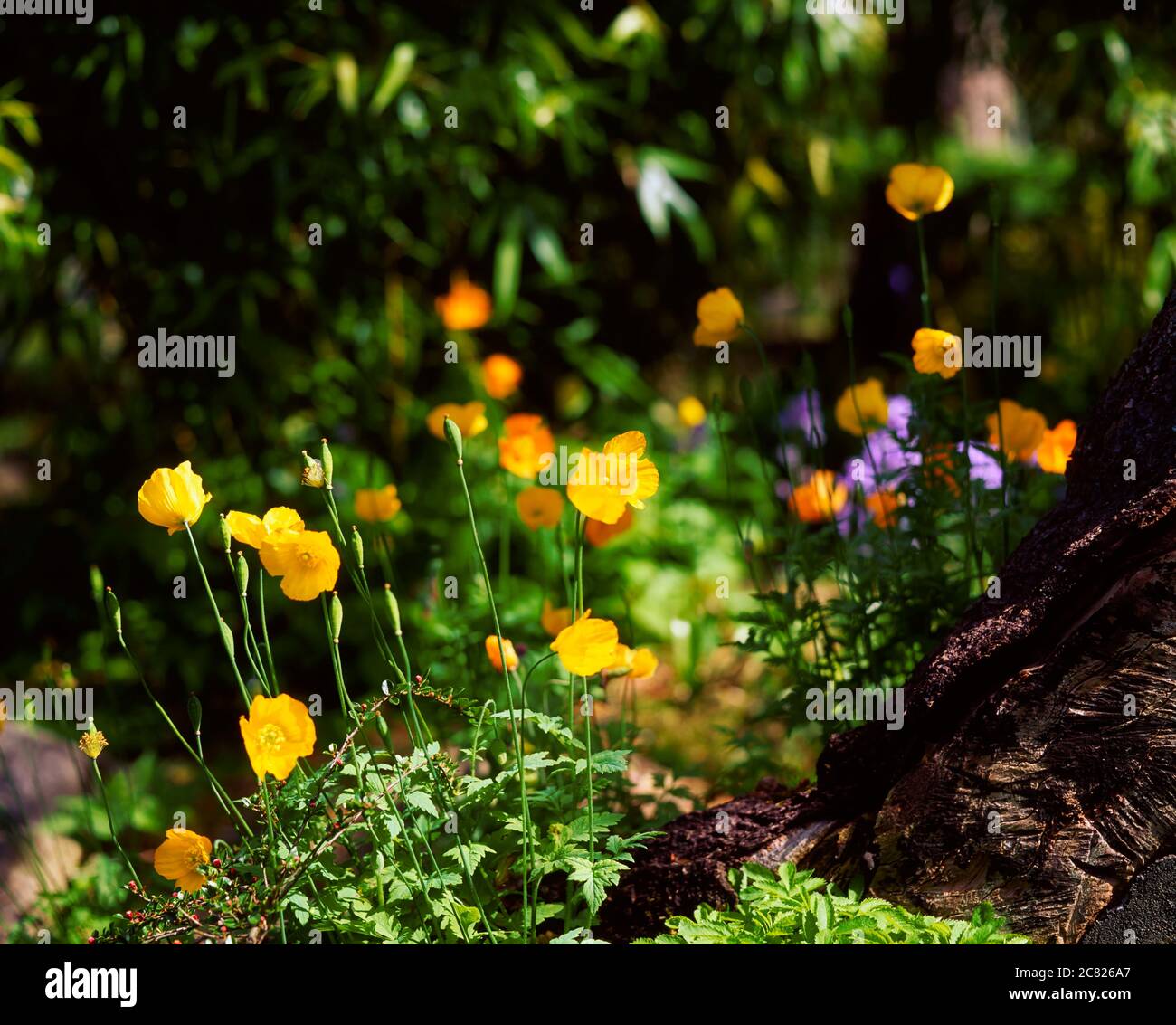 Welsh Poppies, Japanese Garden In Autumn, Co Kildare, Ireland Stock ...