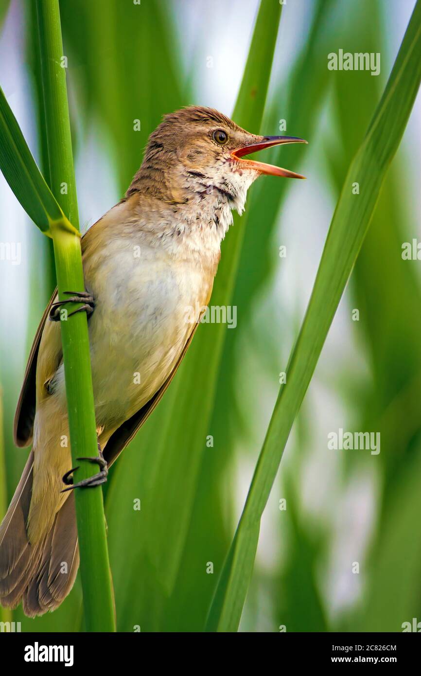 Singing bird. Nature habitat background. Bird: Great Reed Warbler ...