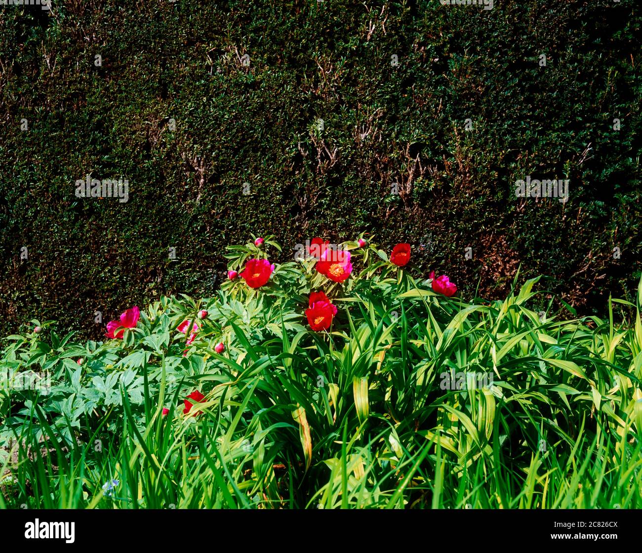 Peony Garden And Hedge, Birr Castle, Co Offaly, Ireland Stock Photo - Alamy