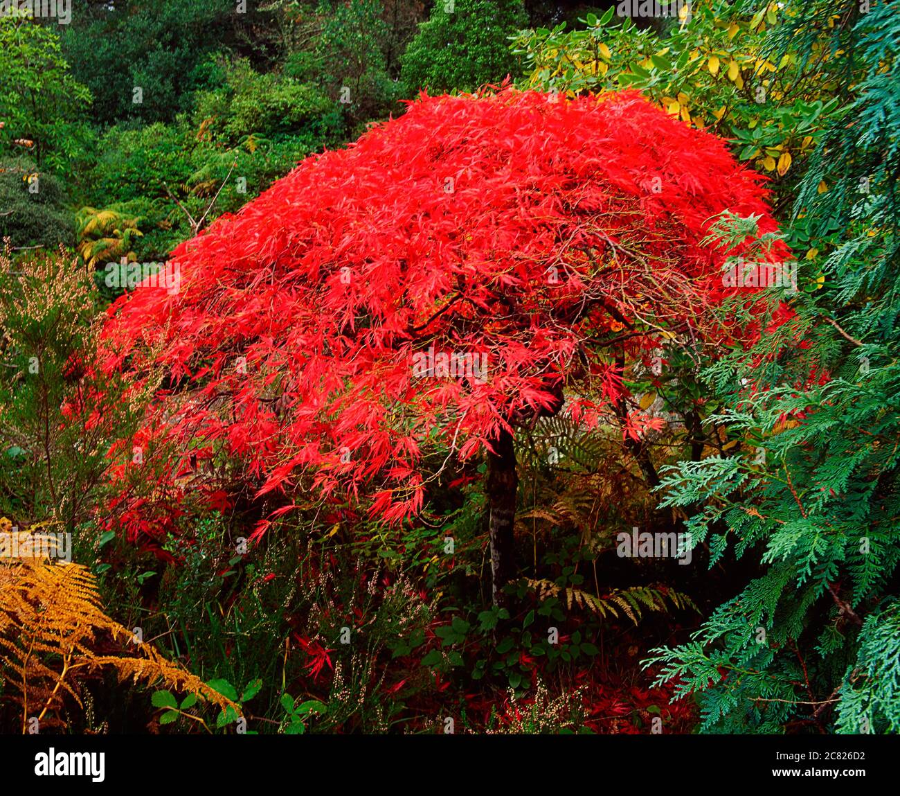 Maple Tree In Ilnacullen Gardens Stock Photo - Alamy