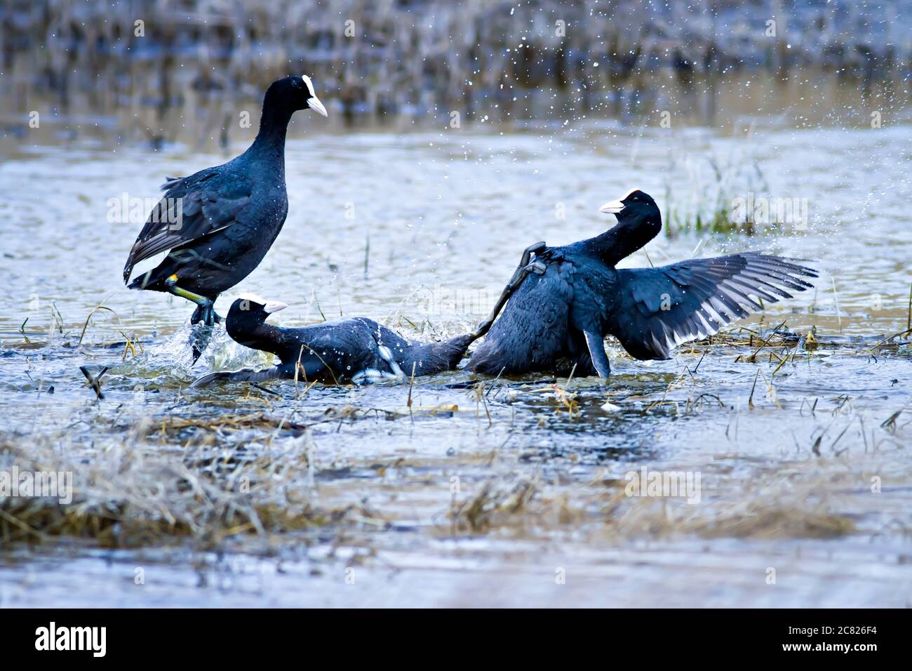 Water nature and birds.. Colorful nature background Stock Photo - Alamy