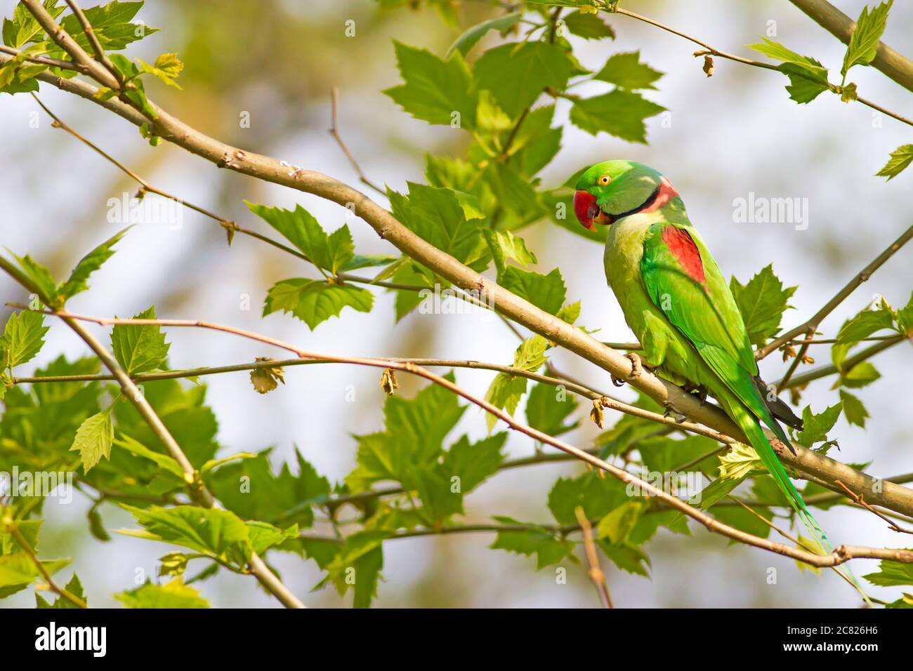 Green red Parakeet. Natural background. Alexandrine Parakeet ...