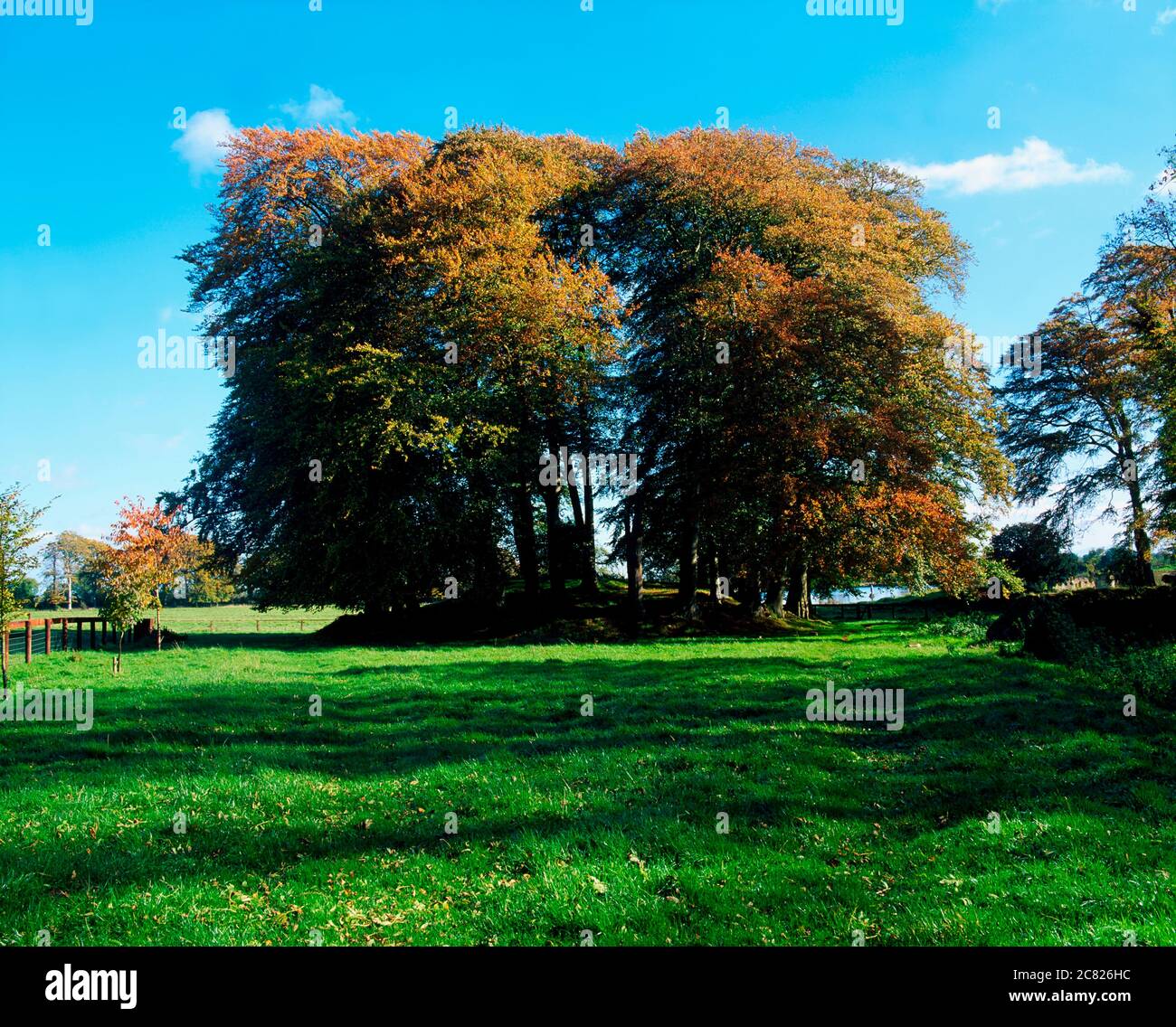 Beech Trees In Larchill Arcadian Gardens, Co Kildare, Ireland Stock ...