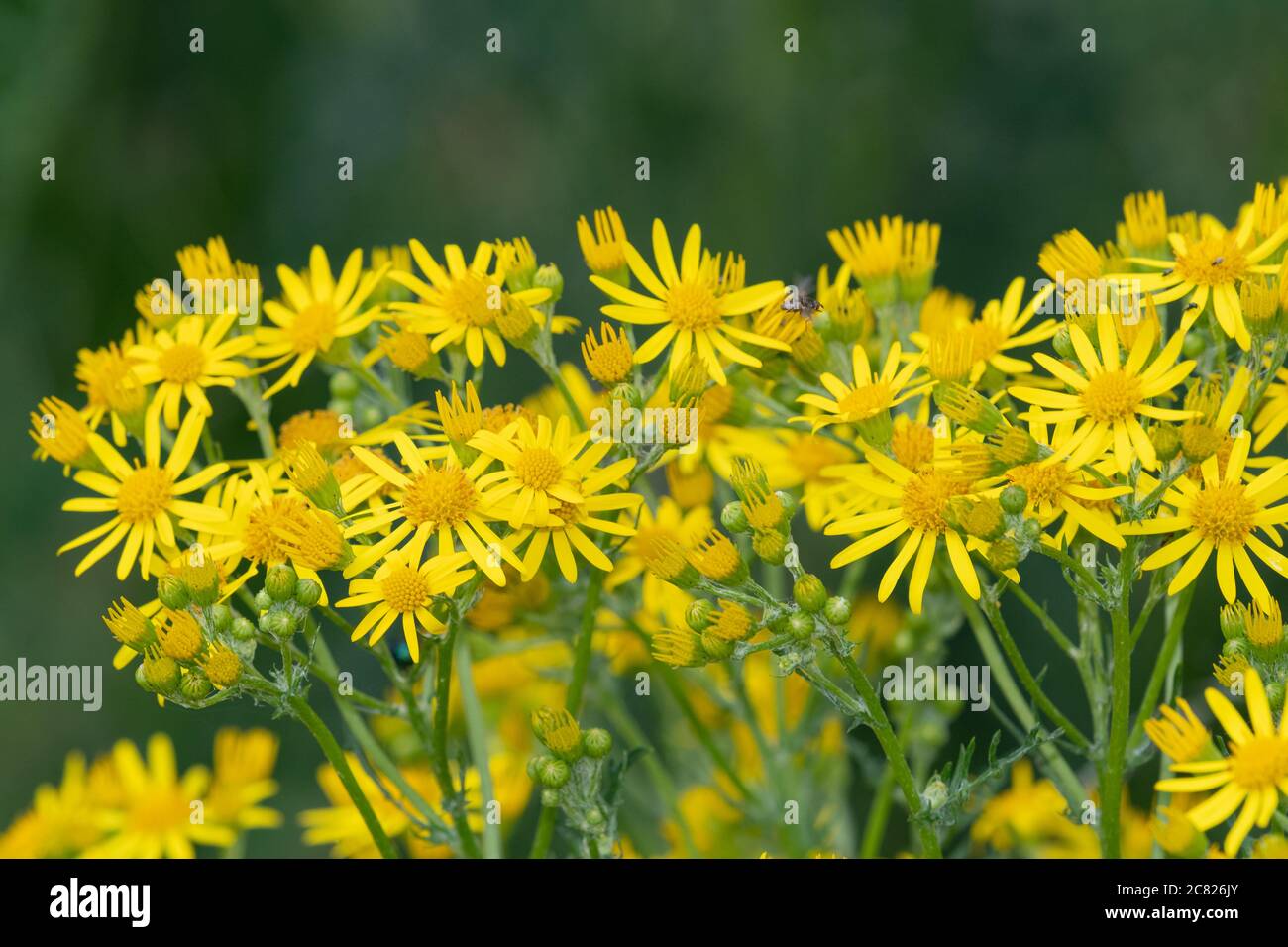 Close up of flowers on a common ragwort (jacobaea vulgaris) plant Stock ...