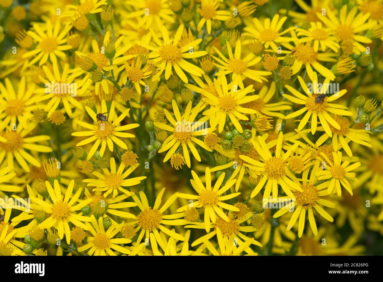 Close up of flowers on a common ragwort (jacobaea vulgaris) plant Stock ...