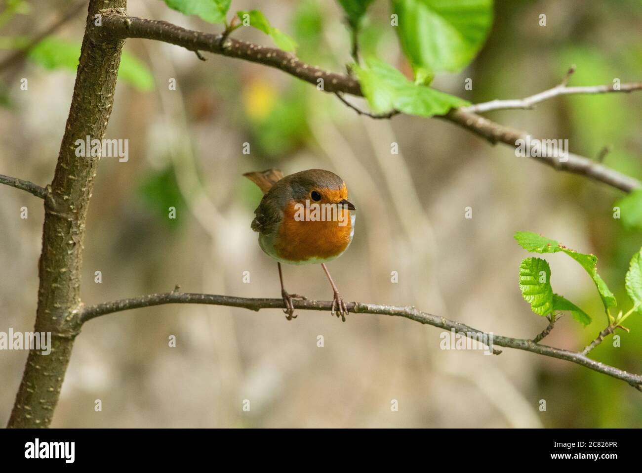 Robin tree uk hi-res stock photography and images - Alamy