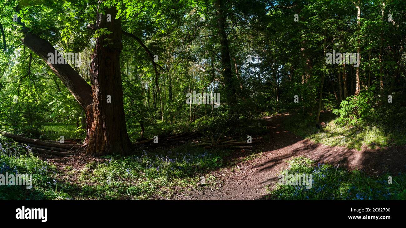 Landscape scene in Surrey woodland Stock Photo - Alamy