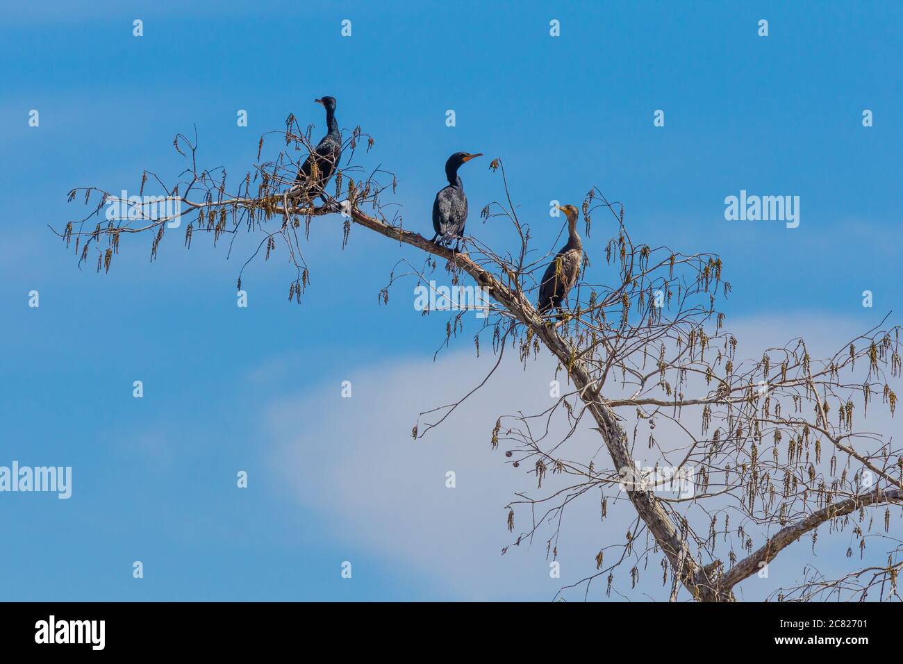 Double Crested Cormorants, Phalacrocorax auritus, perched in a tree in ...