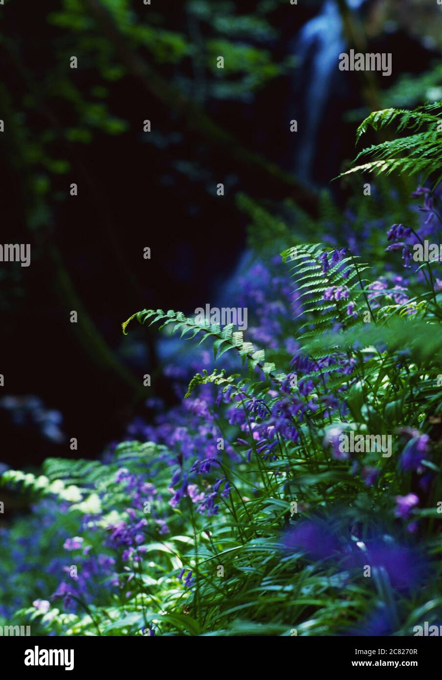 Waterfall bluebells hi-res stock photography and images - Alamy