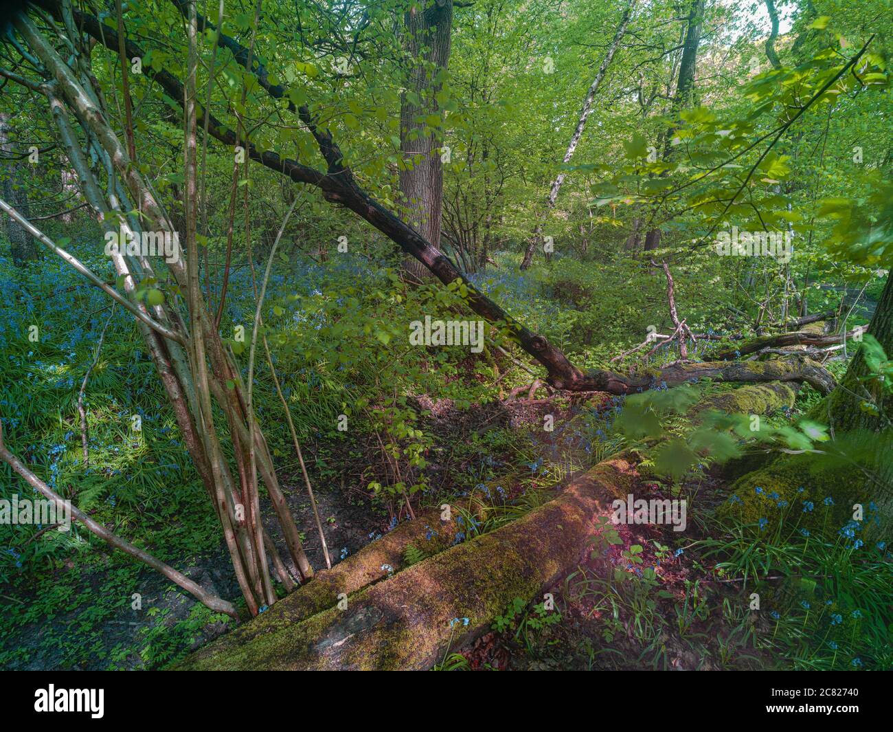 Landscape scene in Surrey woodland Stock Photo - Alamy