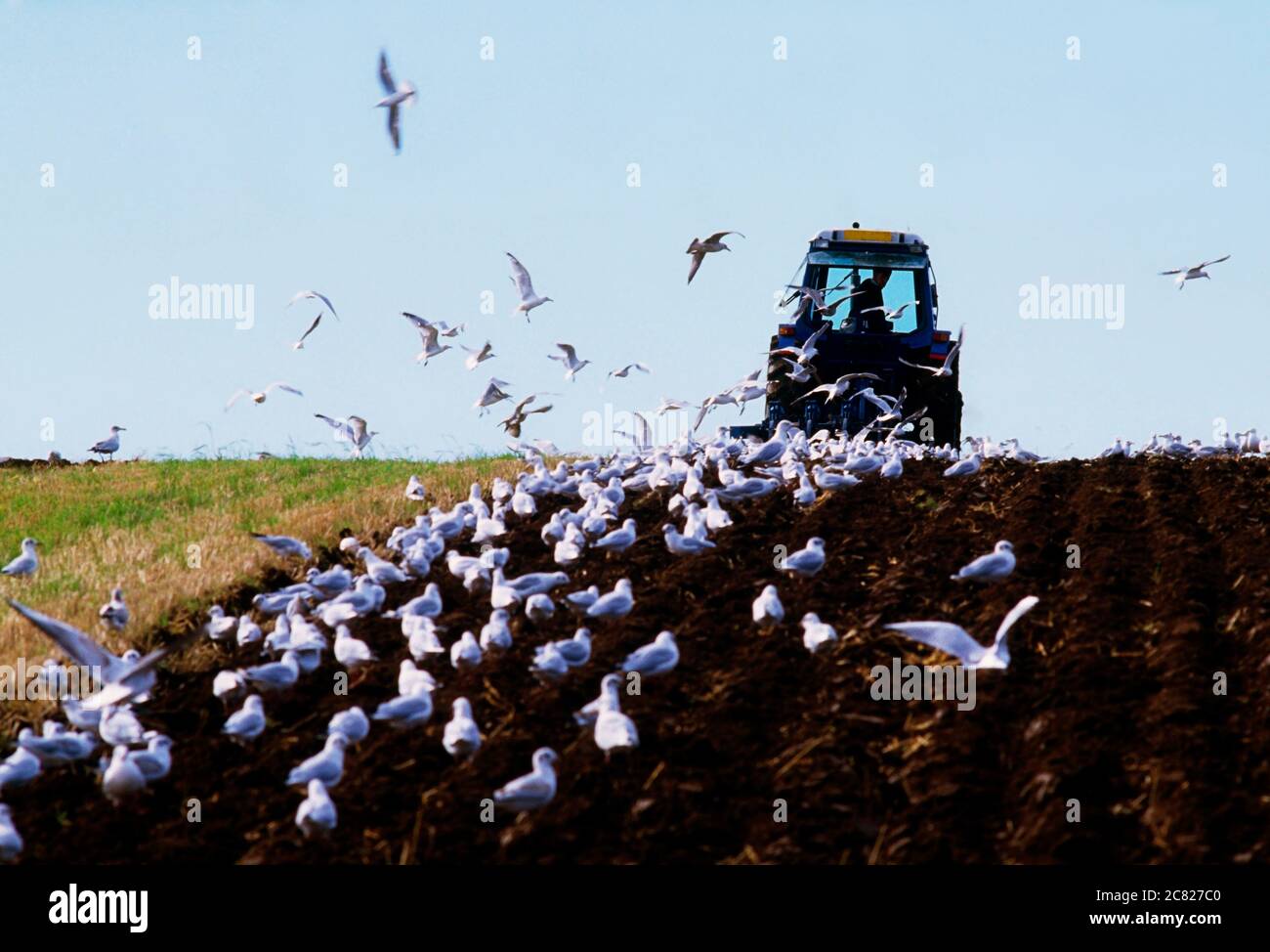 Farmer Ploughing The Field And Birds Stock Photo - Alamy