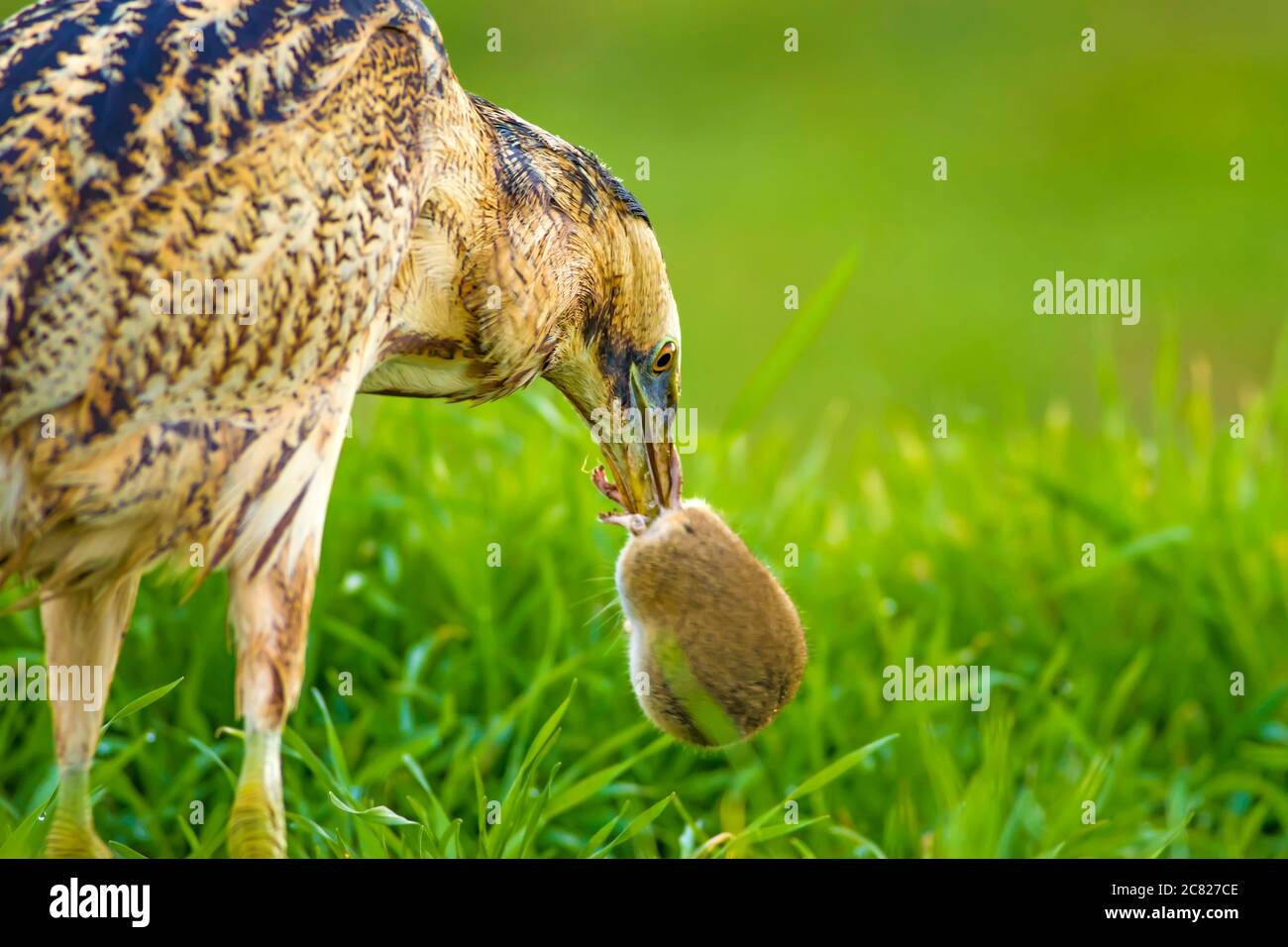 Bittern and its hunt. Green nature background. Bird: Eurasian Bittern ...