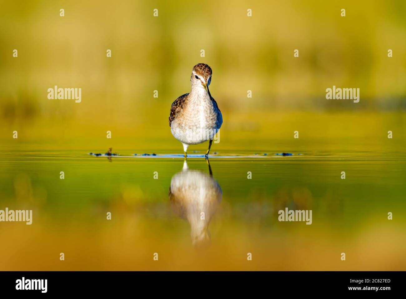 Common water bird. Bird: Wood Sandpiper. Tringa glareola. Colorful ...